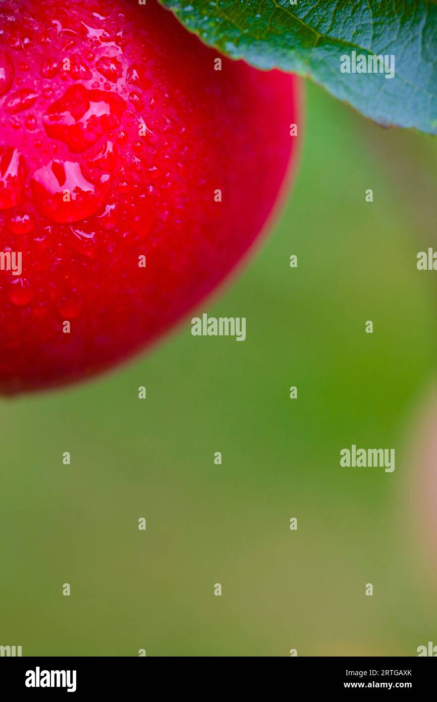 Pink lady cripps pink hi-res stock photography and images - Alamy