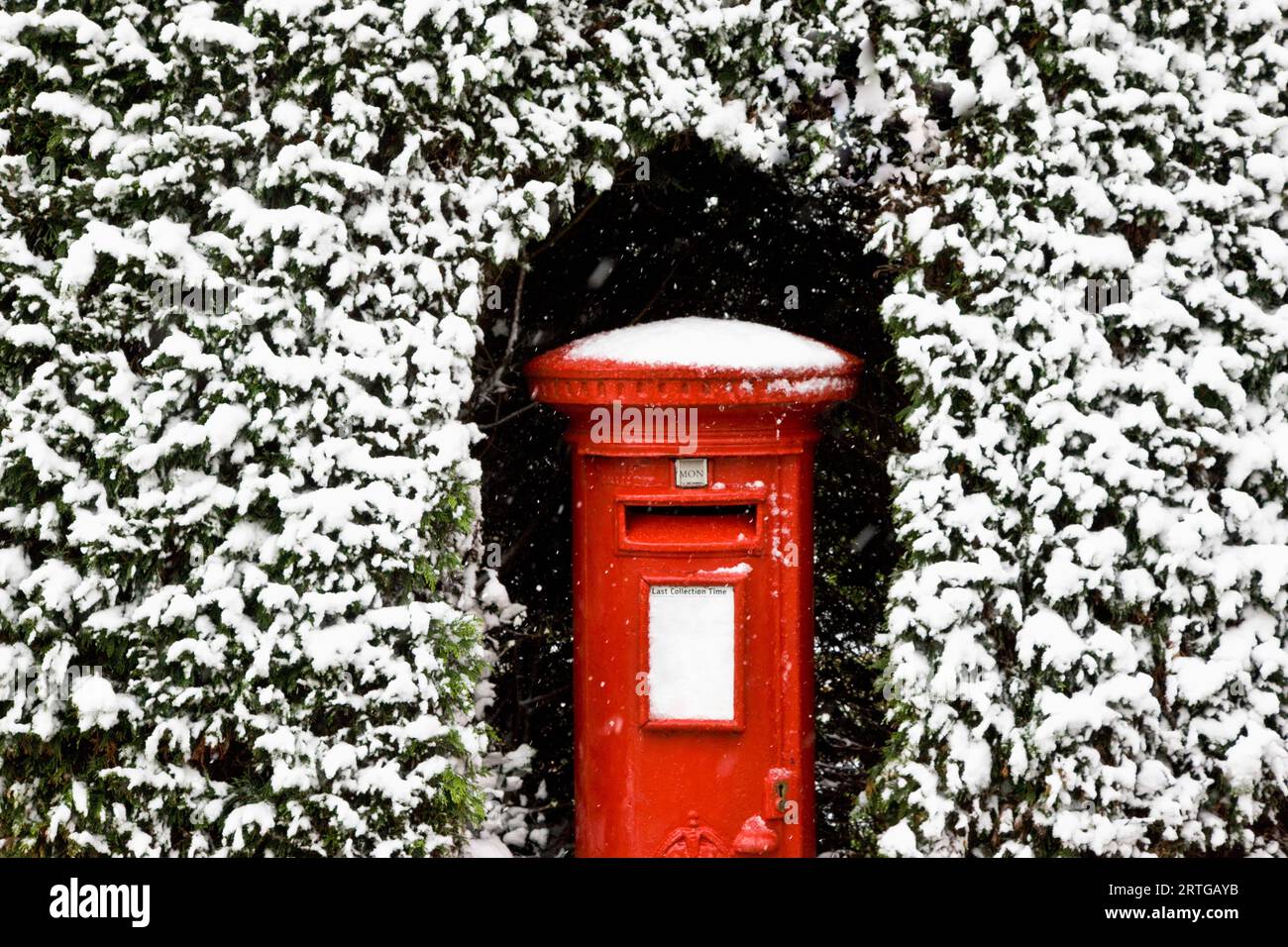 British post box surrounded by hedging covered in snow Stock Photo - Alamy