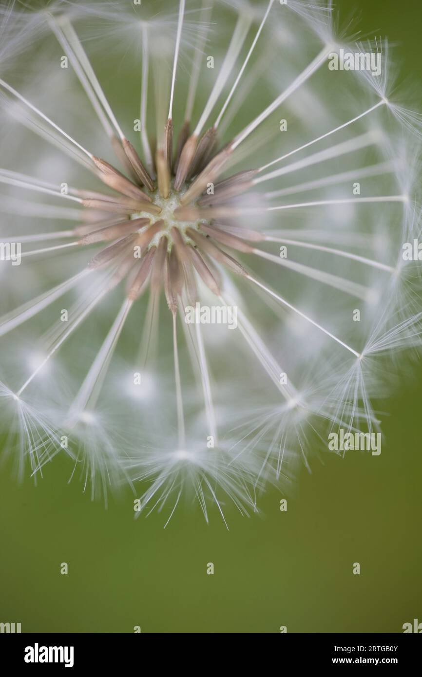 Dandelion beauty hi-res stock photography and images - Alamy