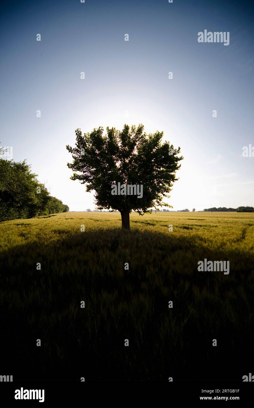 Tree casting a shadow on a field Stock Photo - Alamy