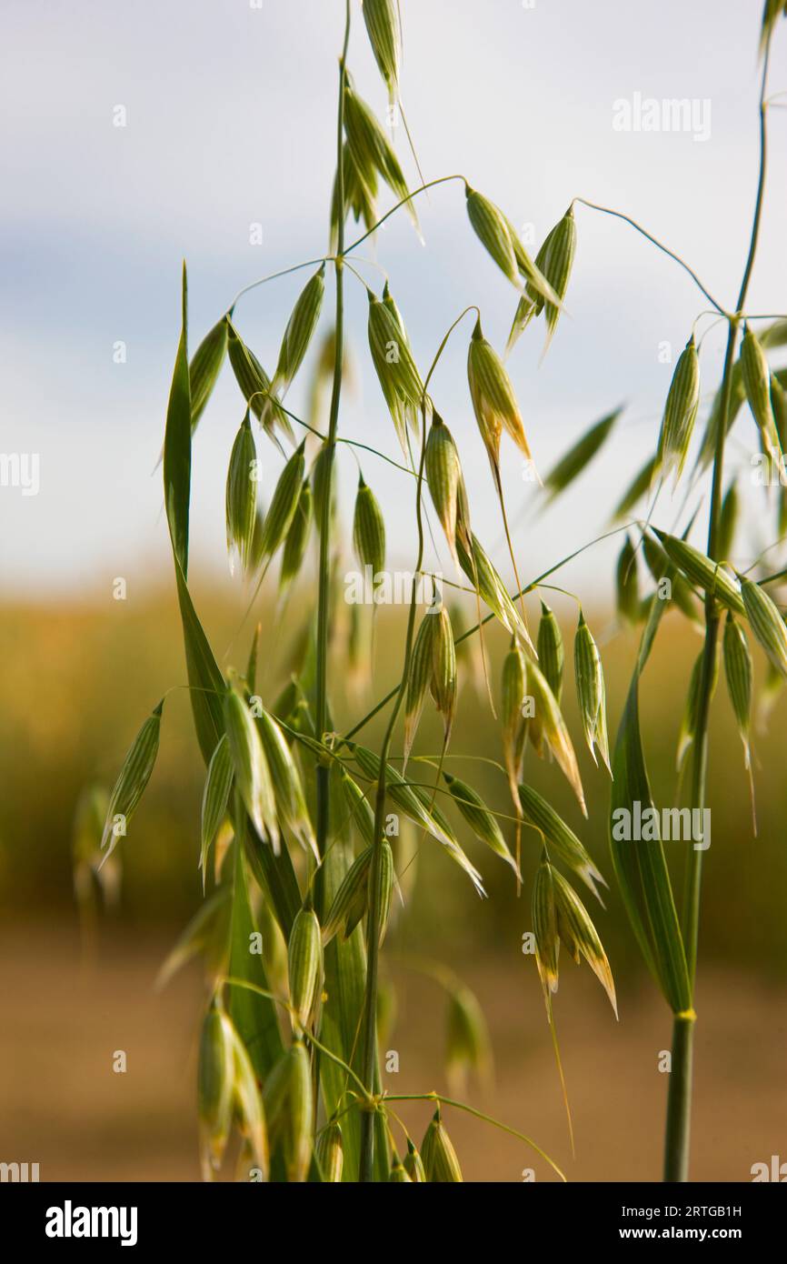Wild oat in a field Stock Photo - Alamy