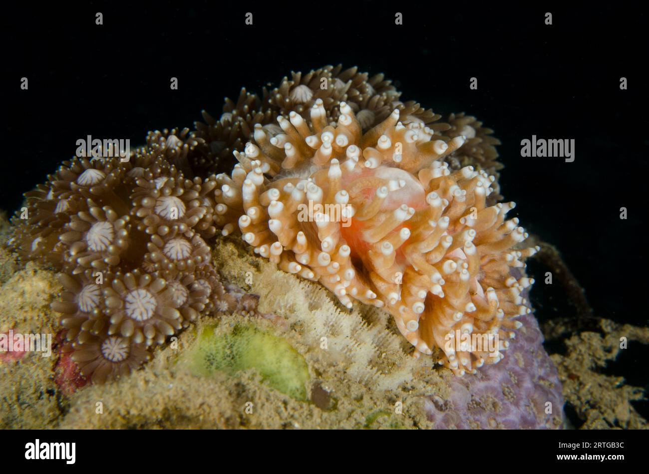 Tenellia Nudibranch, Tenellia sp, feeding on Hard Coral, Scleractinia ...
