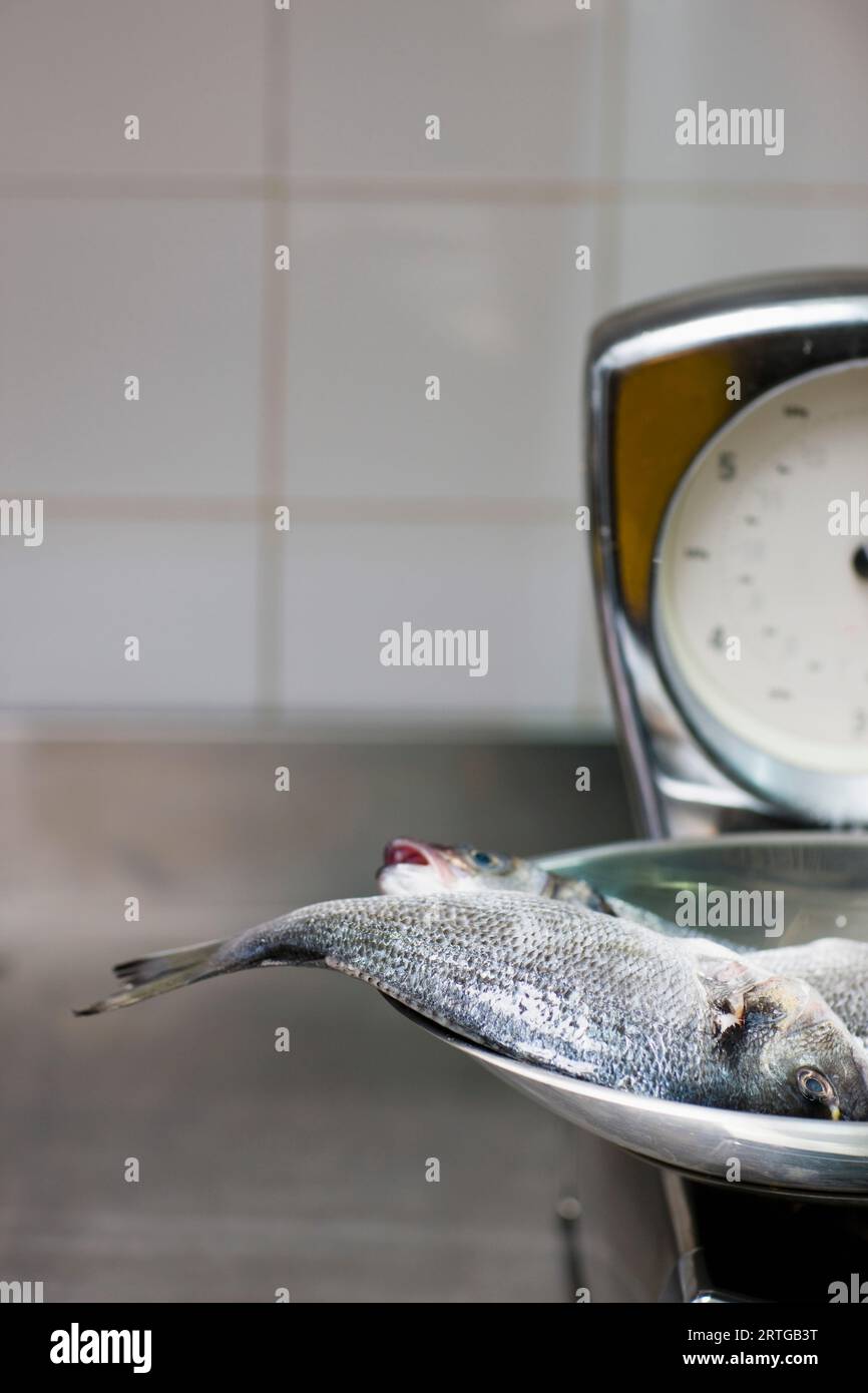 Fish on a weighing scales Stock Photo - Alamy
