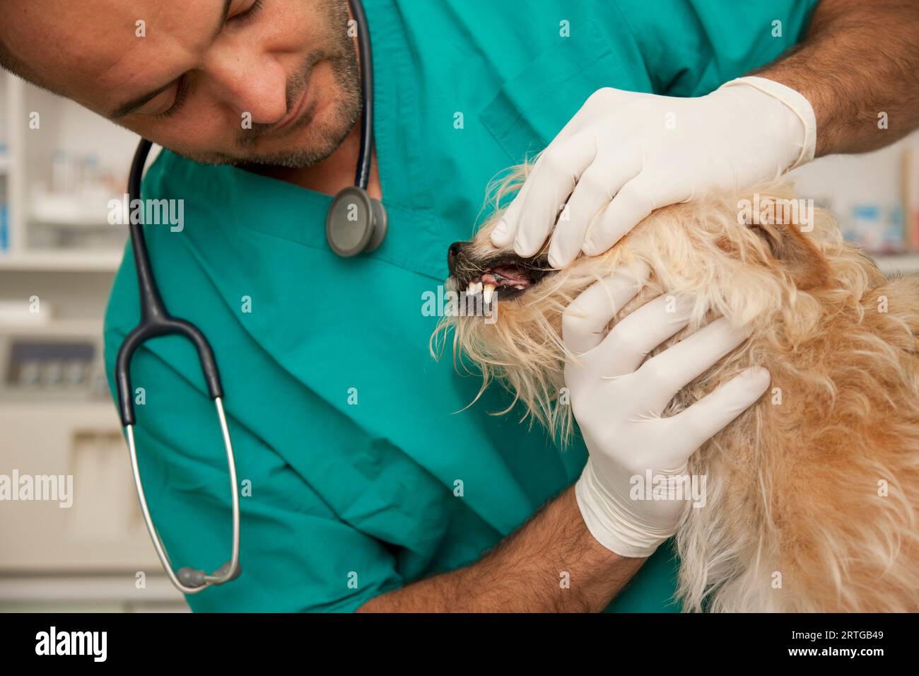 Close up of vet inspecting dog teeth Stock Photo - Alamy
