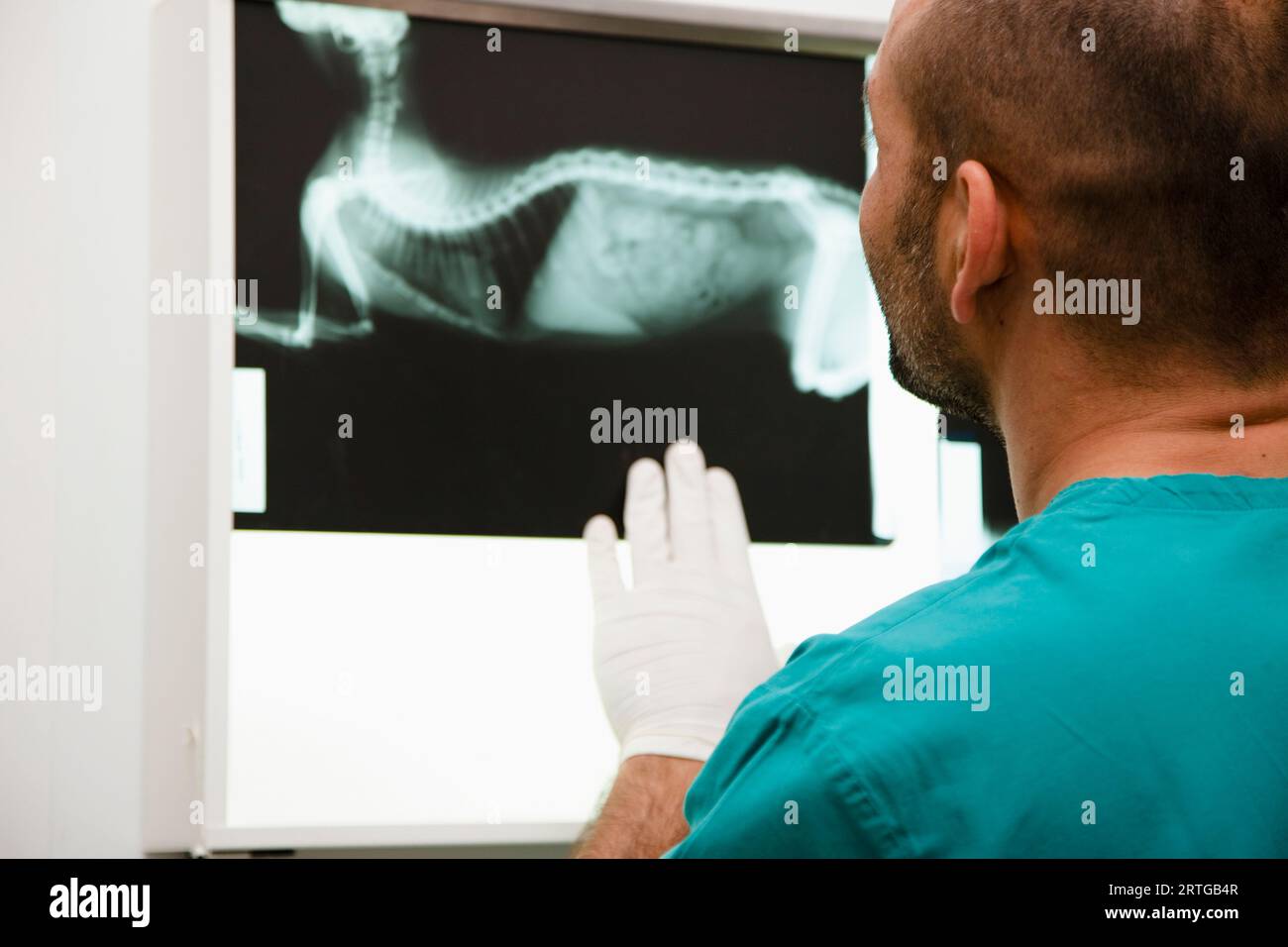 Vet examining ray hi-res stock photography and images - Alamy