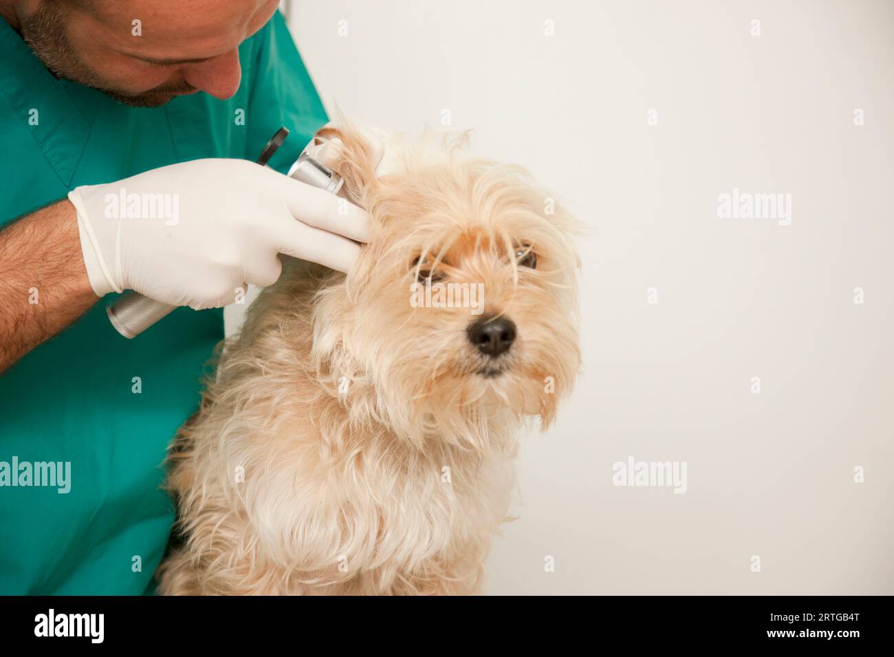Veterinary technician cute hi-res stock photography and images - Alamy