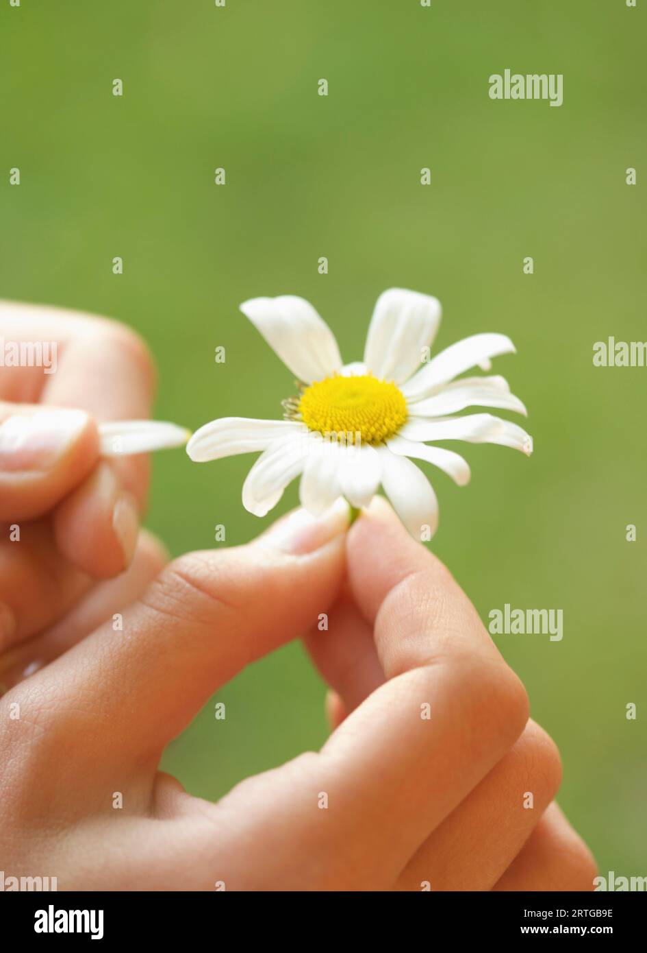 Close up of a girl hands plucking a petal from a daisy Stock Photo - Alamy