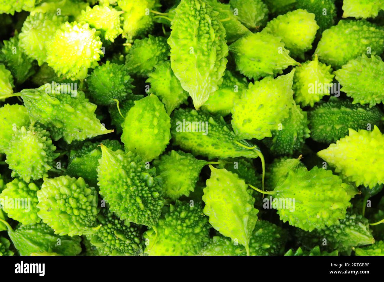 Top view lots of bitter gourd background. Fresh bitter gourd vegetables ...