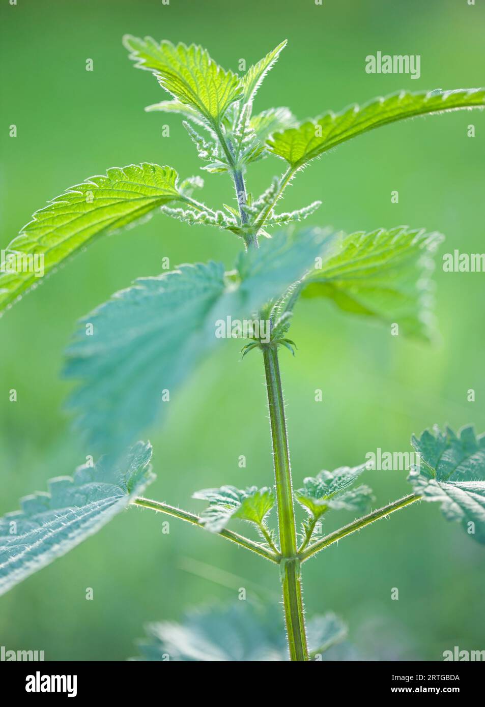 Nettle stalks hi-res stock photography and images - Alamy