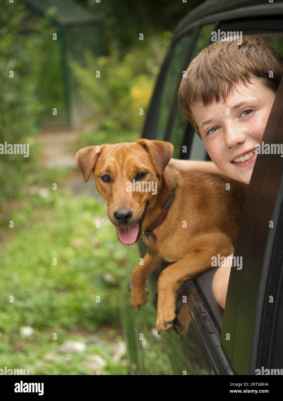 Young boy and his dog leaning out of car window Stock Photo - Alamy