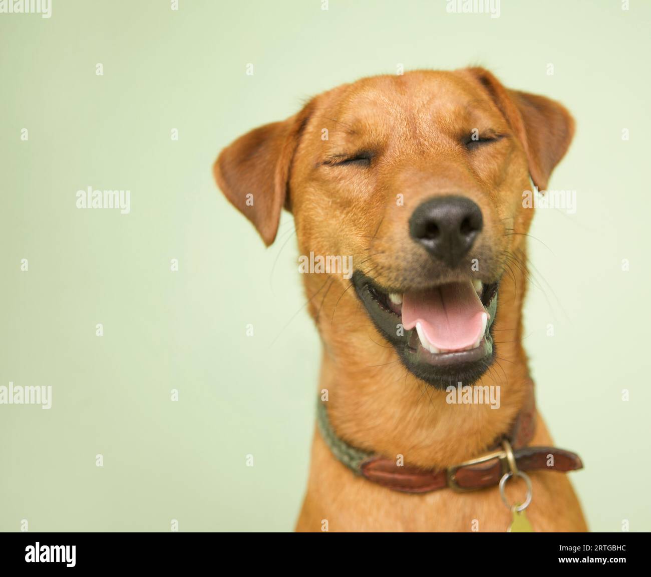 Canine close up hi-res stock photography and images - Alamy