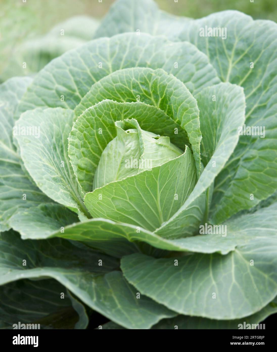Cabbage leaf in nature hi-res stock photography and images - Alamy