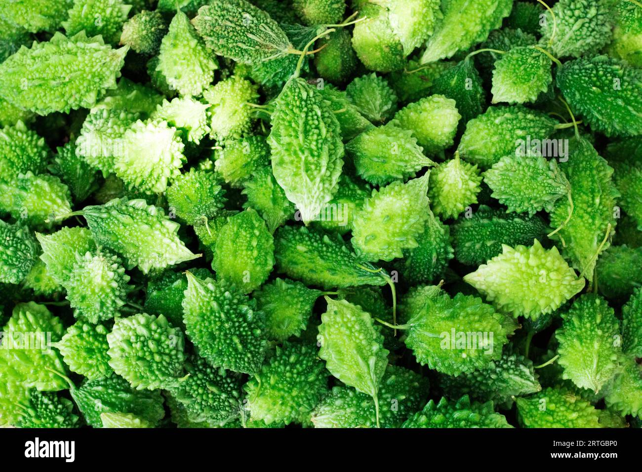 Top view lots of bitter gourd background. Fresh bitter gourd vegetables ...