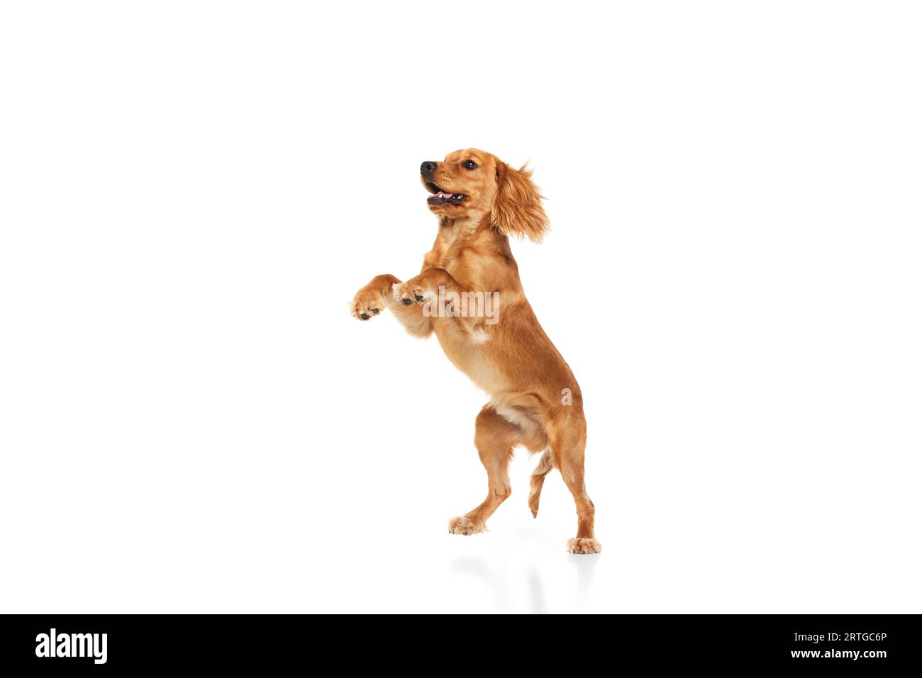 Cute, adorable, purebred dog, English cocker spaniel standing on hind ...