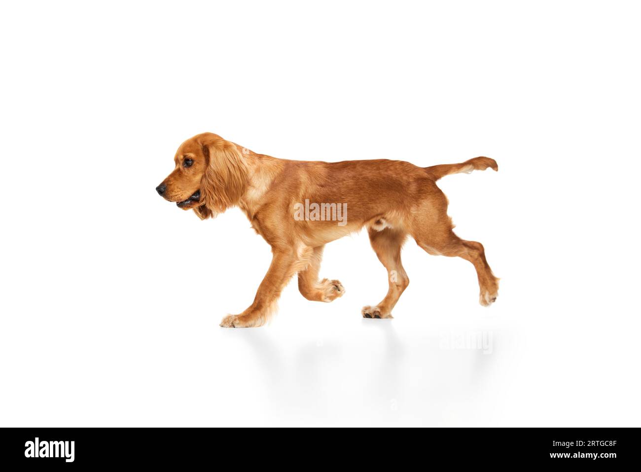 Smart, purebred dog, English cocker spaniel in motion, walking, running ...
