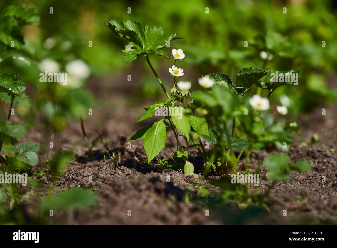 Flowering growth hi-res stock photography and images - Alamy