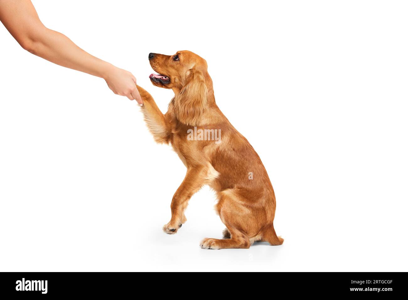 Beautiful, cute dog, English cocker spaniel giving paw, calmly sitting ...