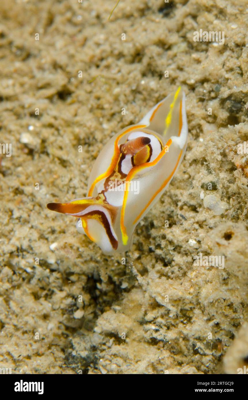 Headshield Slug, Siphopteron sp, on sand, Dili Rock East dive site ...