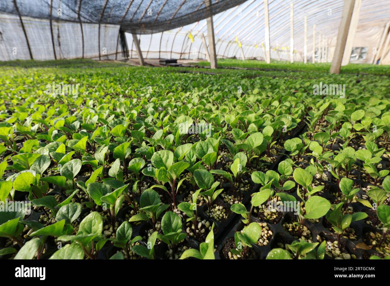 Greenhouse shade net hi-res stock photography and images - Alamy