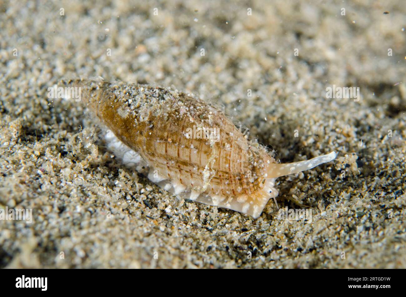 Mud snail hi-res stock photography and images - Alamy