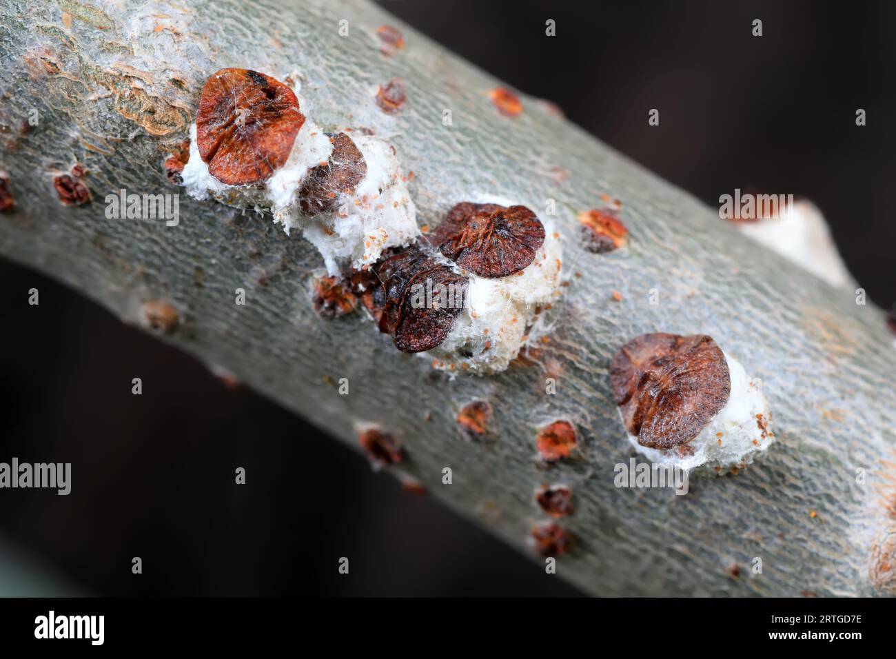 Scale insects on branches, North China Stock Photo - Alamy