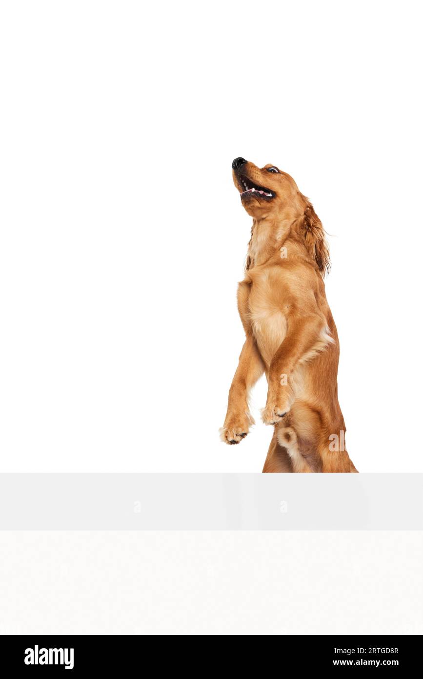 Purebred dog, English cocker spaniel standing on hind legs and playing ...