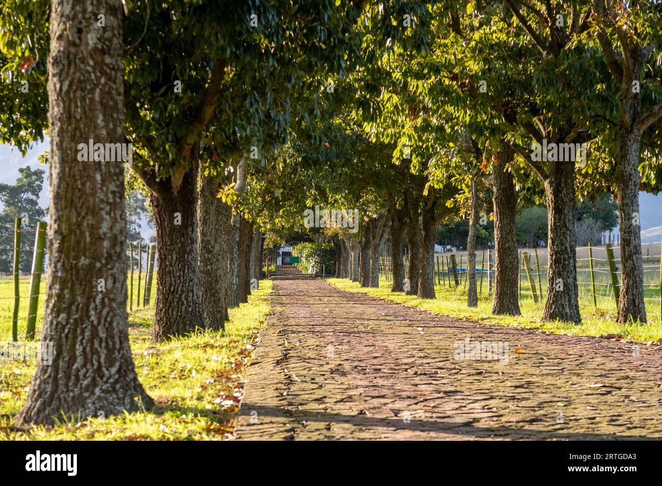 Treelined driveway hi-res stock photography and images - Alamy