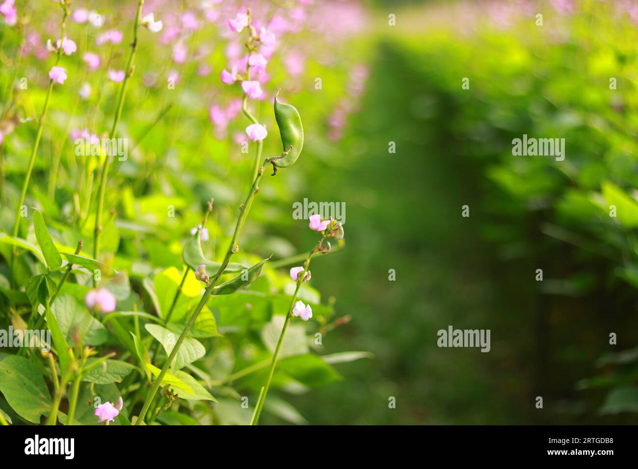 Purple color hyacinth bean vegetable flower in the field, Flower of ...