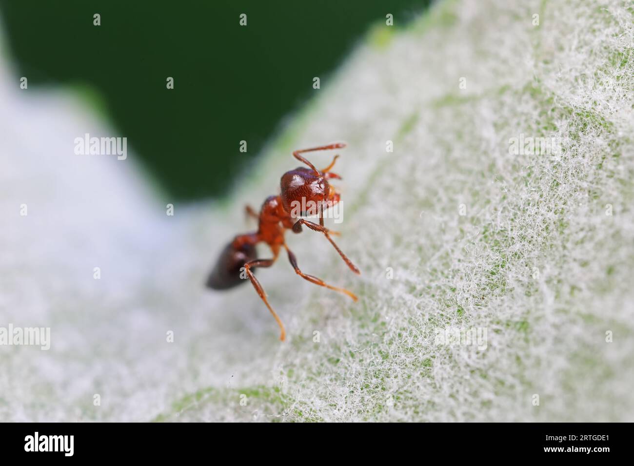 Abdominal ant hi-res stock photography and images - Alamy