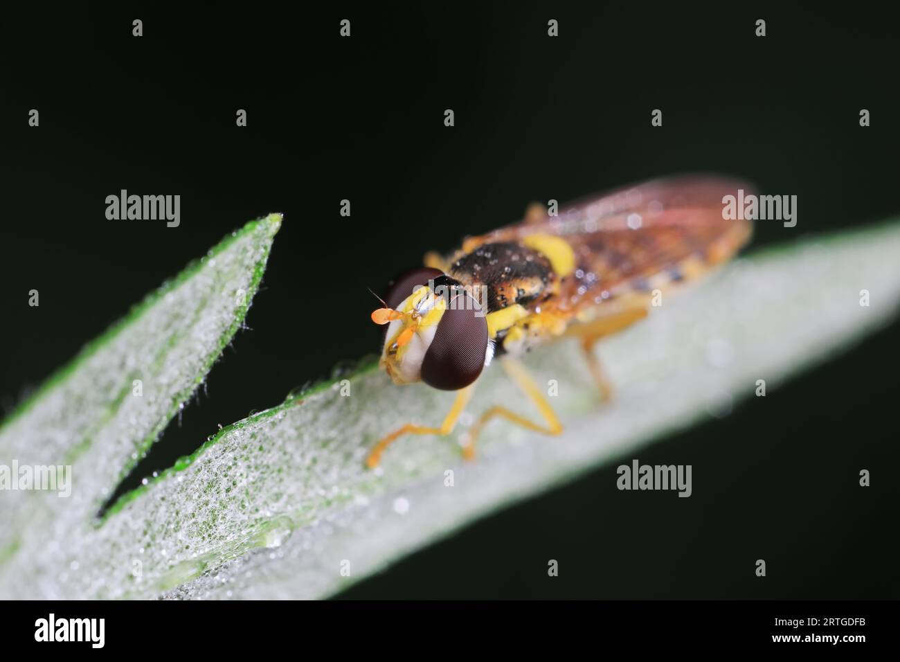 Aphid eating flies in the wild, North China Stock Photo - Alamy