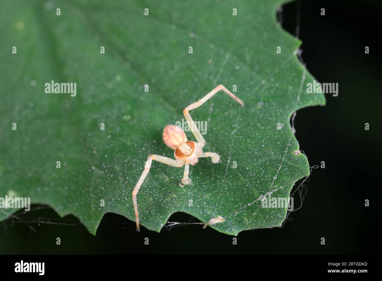 Spiders in the wild, North China Stock Photo - Alamy