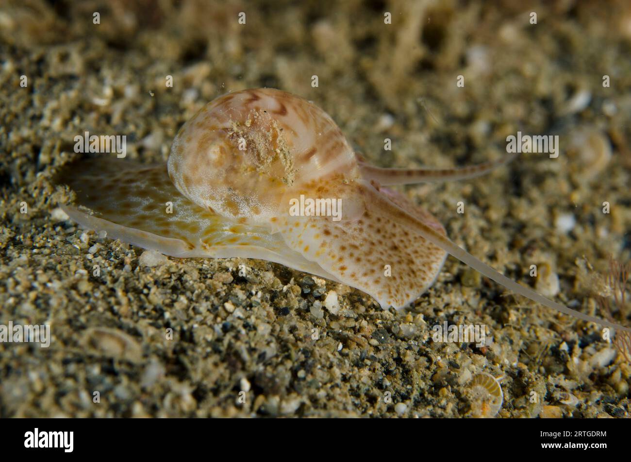 Nebulose Moon Snail, Natica cernica, on sand, Night dive, Dili Rock ...
