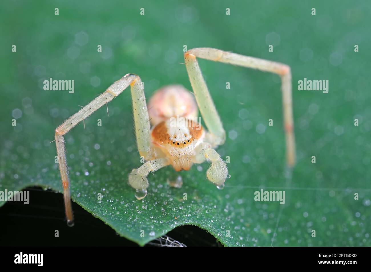 Spiders in the wild, North China Stock Photo - Alamy