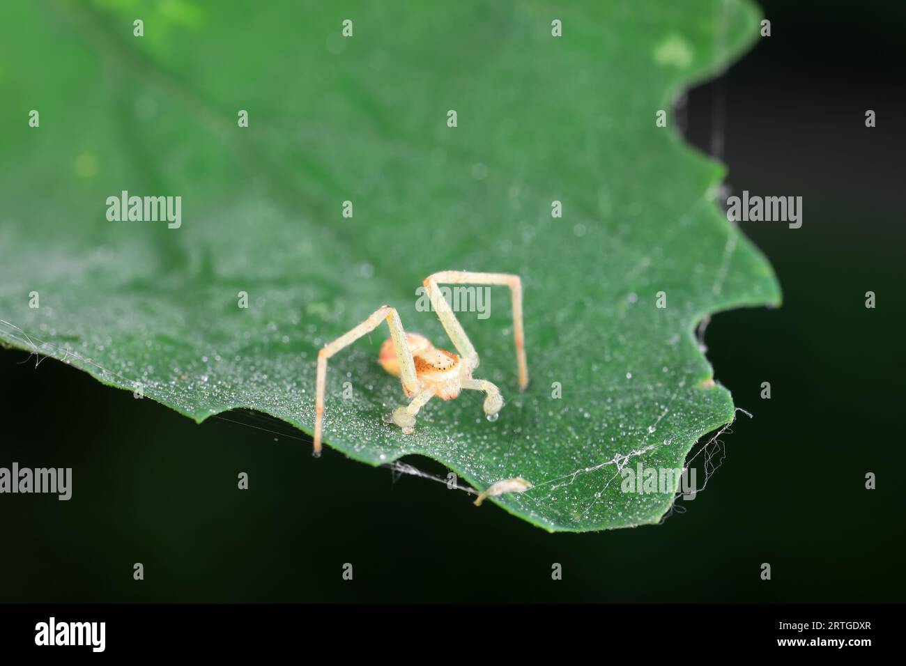 Spiders in the wild, North China Stock Photo - Alamy