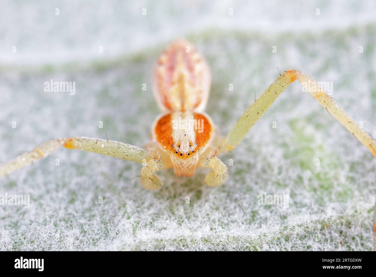 Spiders in the wild, North China Stock Photo - Alamy