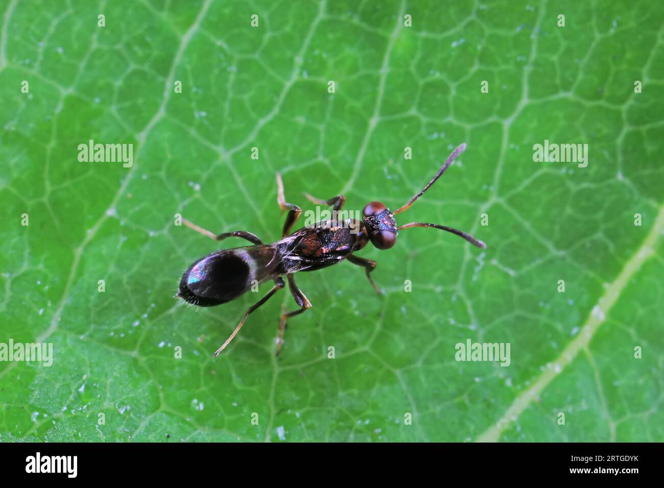 Bee insects in the wild, North China Stock Photo - Alamy