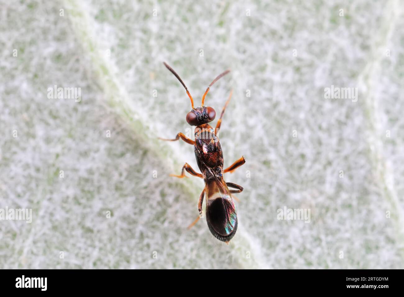 Bee insects in the wild, North China Stock Photo - Alamy