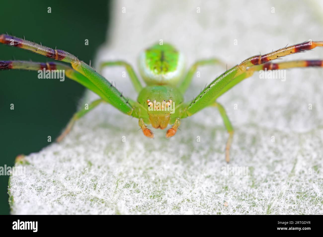 Spiders in the wild, North China Stock Photo - Alamy