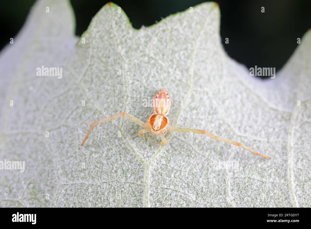 Spiders in the wild, North China Stock Photo - Alamy