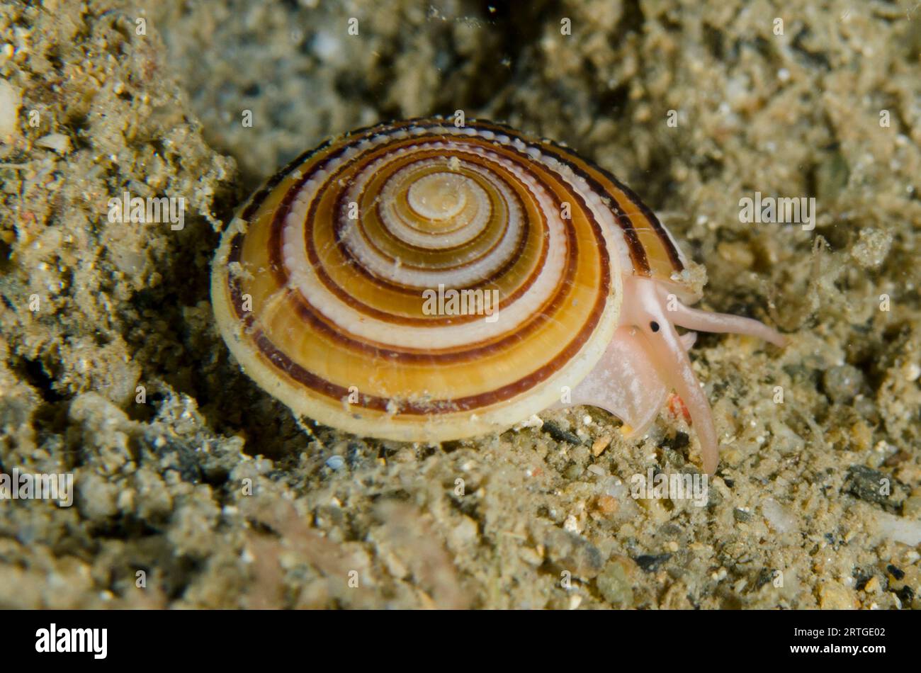 Clear Sundial Shell, Architectonica perspectiva, night dive, Dili Rock ...