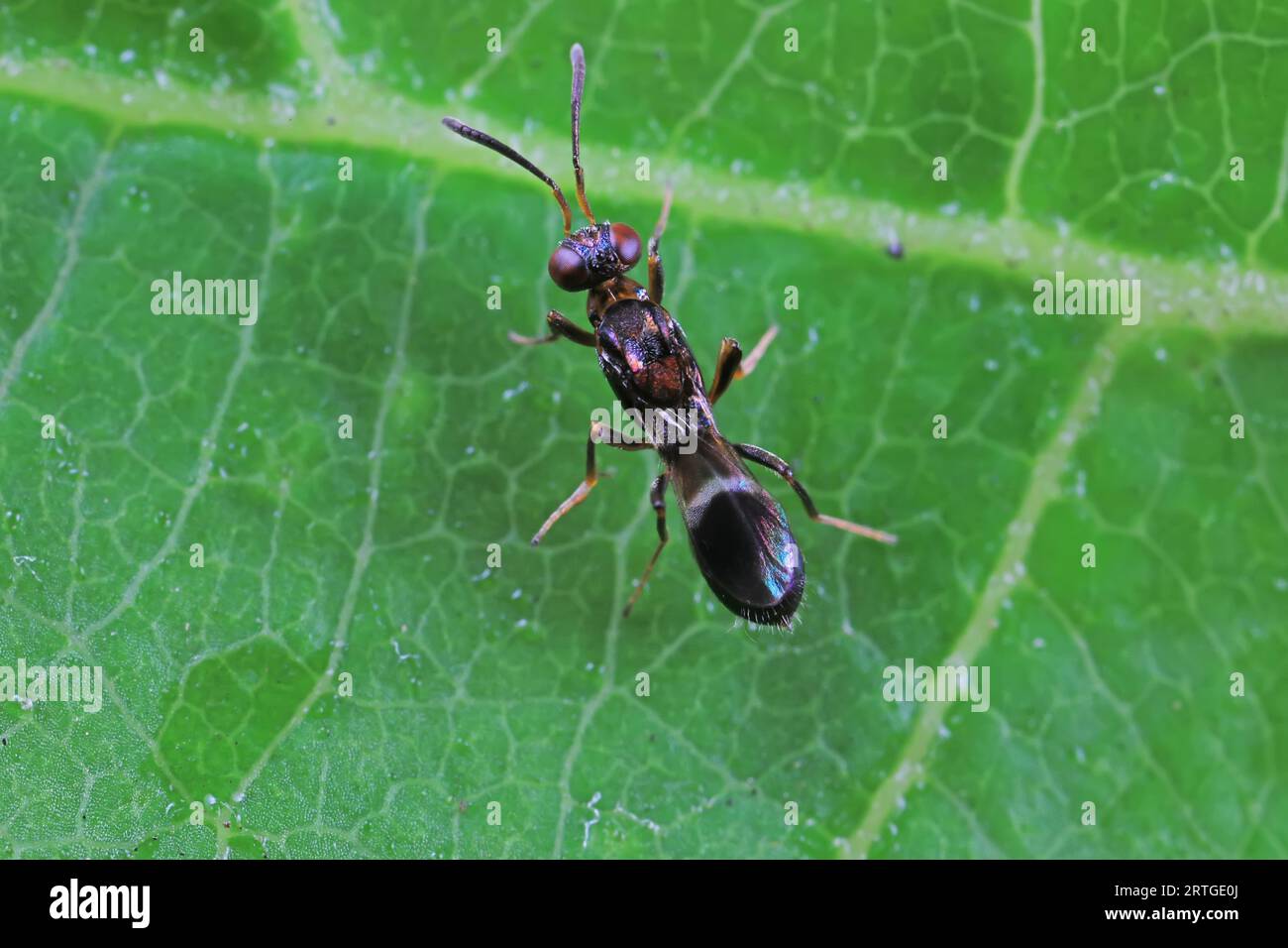 Bee insects in the wild, North China Stock Photo - Alamy