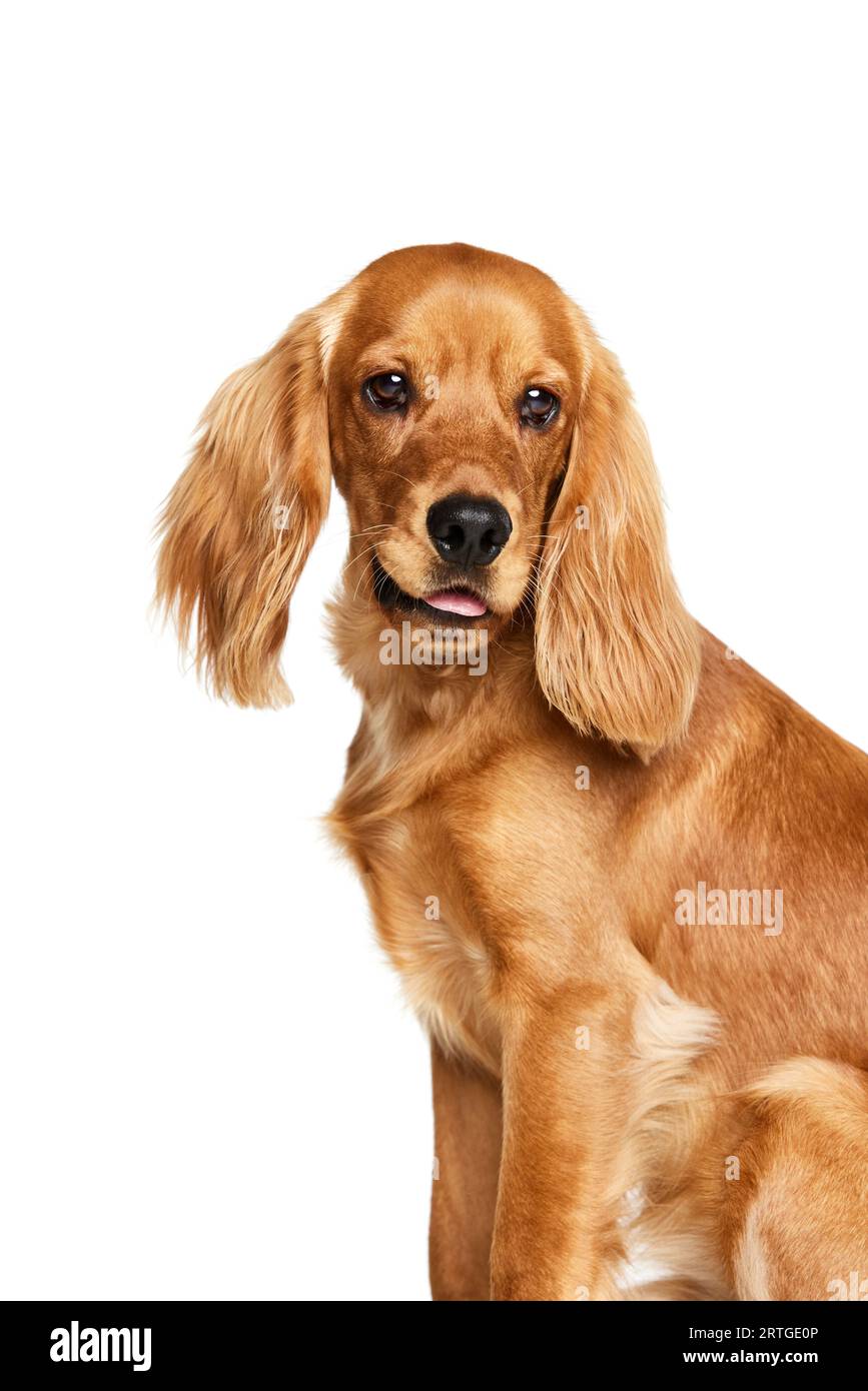 Beautiful, golden, purebred dog, English cocker spaniel calmly sitting ...