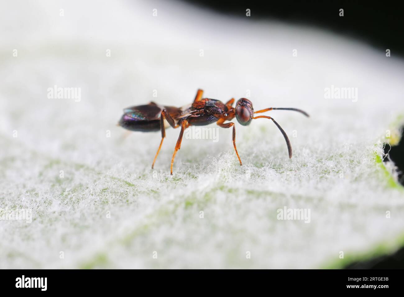 Bee insects in the wild, North China Stock Photo - Alamy