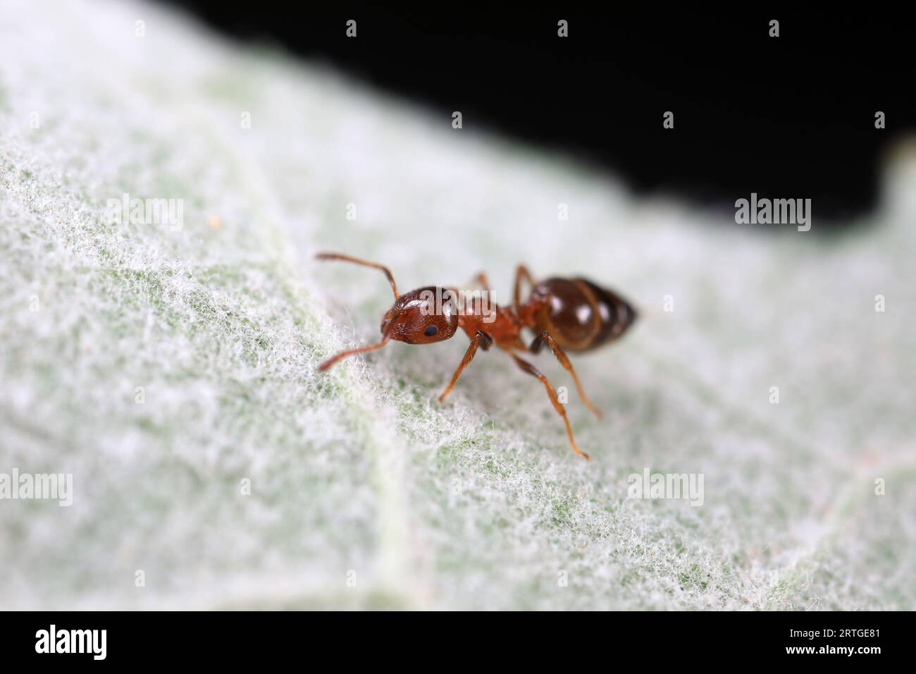Ants in the wild, North China Stock Photo - Alamy
