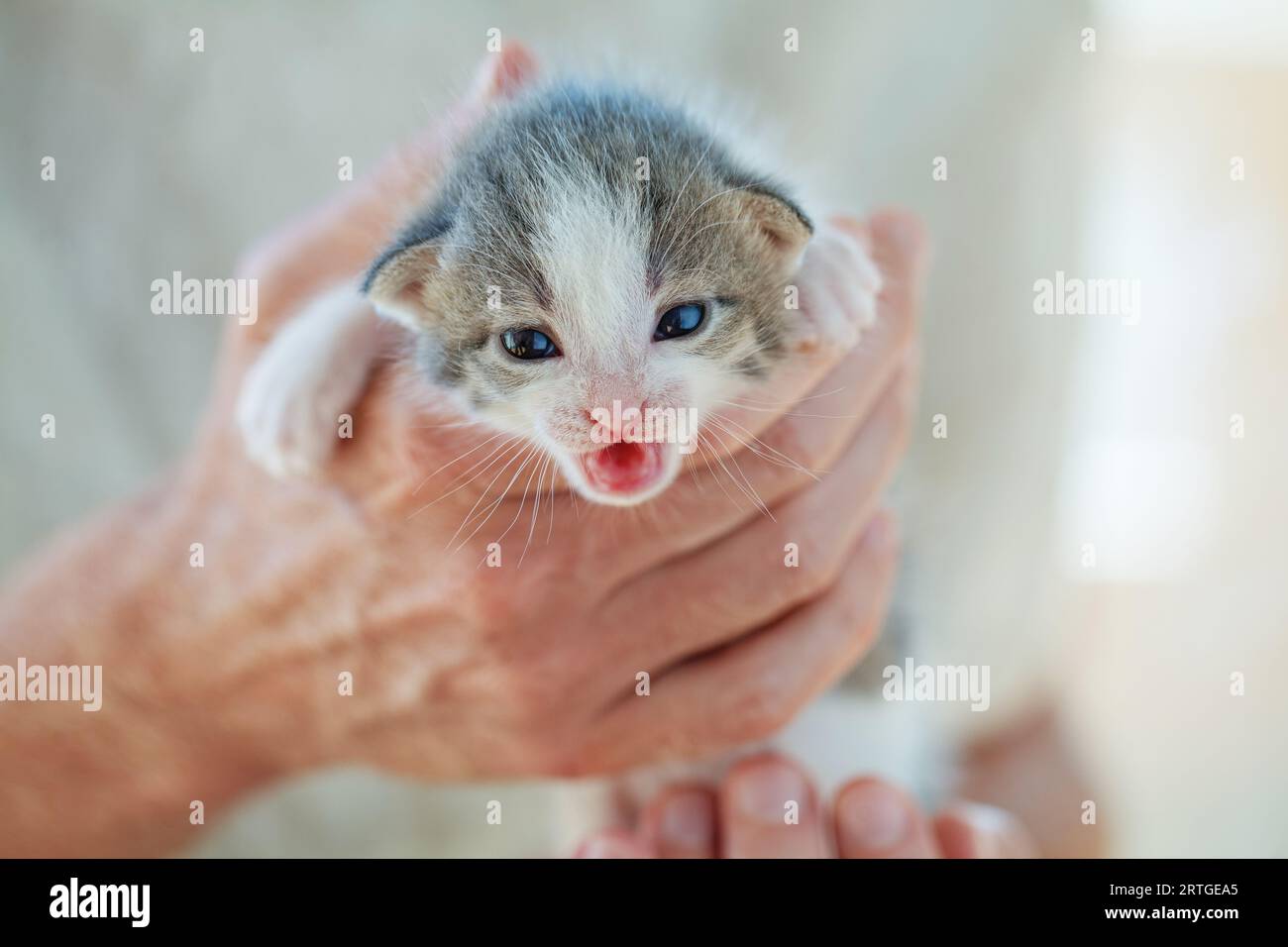 Grey adorable kitty in male hand on white background Stock Photo - Alamy
