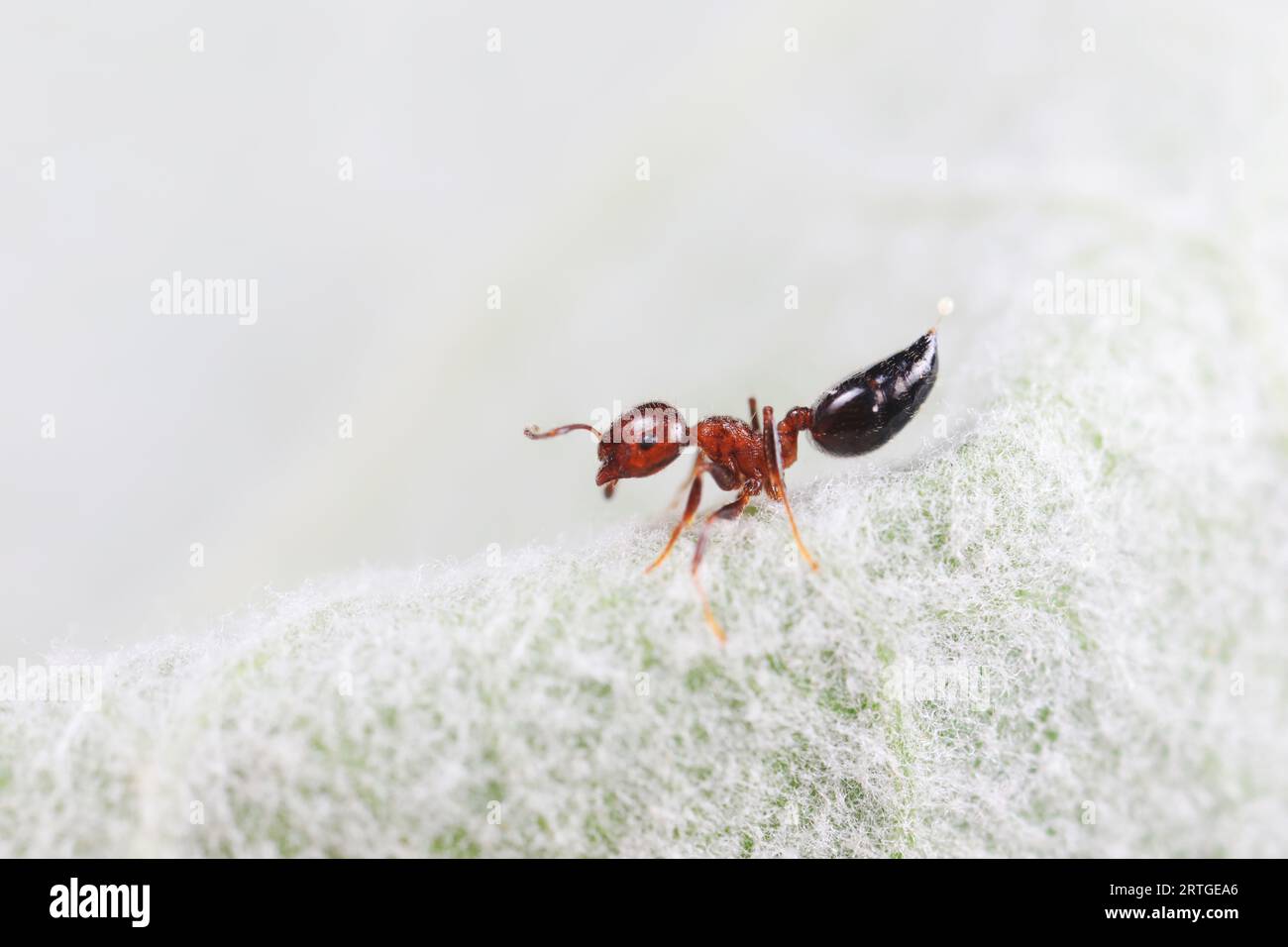 Ants in the wild, North China Stock Photo - Alamy