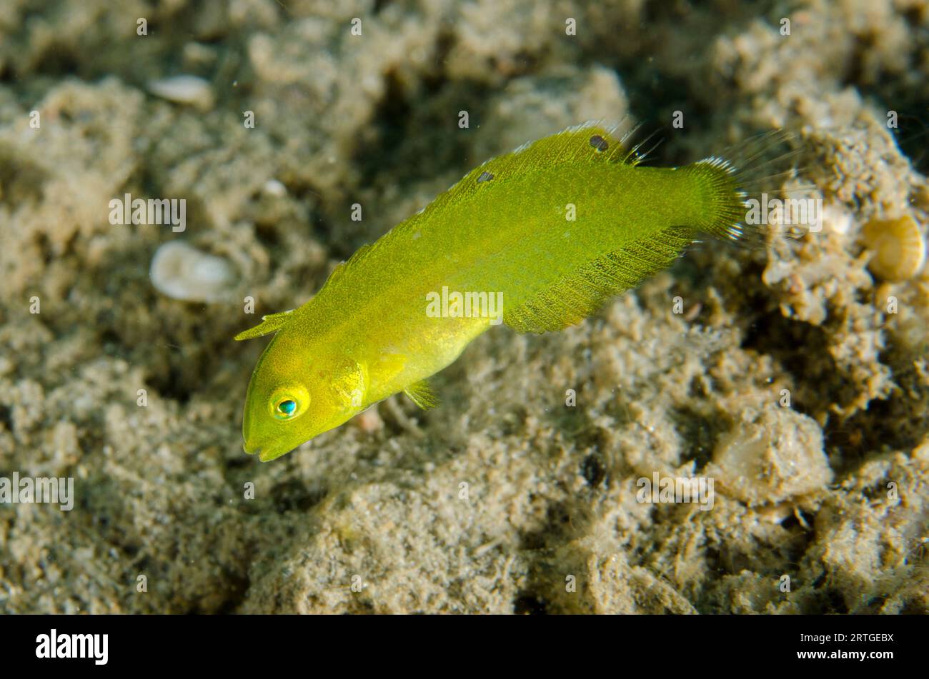 Labridae sand hi-res stock photography and images - Alamy
