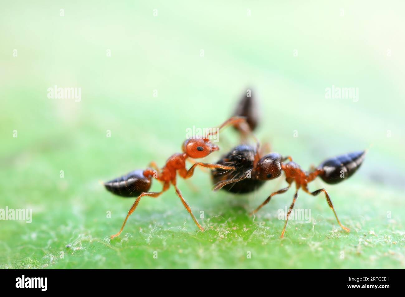 Ants in the wild, North China Stock Photo - Alamy