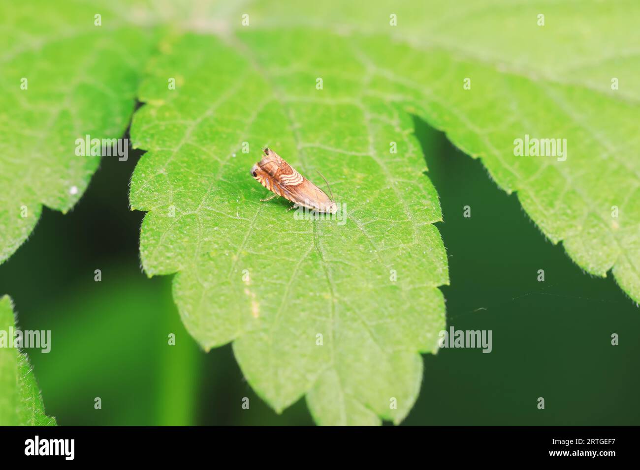 Lepidoptera insects in the wild, North China Stock Photo - Alamy