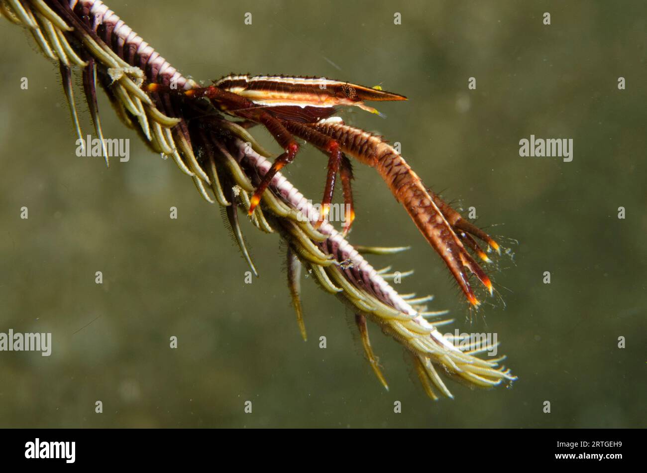 Elegant Crinoid Squat Lobster, Allogalathea elegans, on Crinoid ...